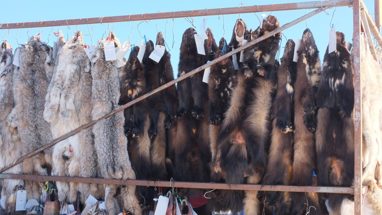Fur Auctions - Alaska Trappers Association